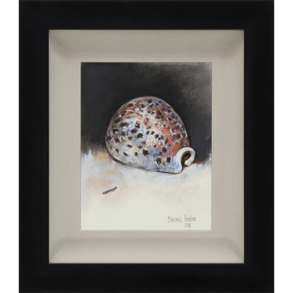 Cowry Shell - Robertson Art Gallery